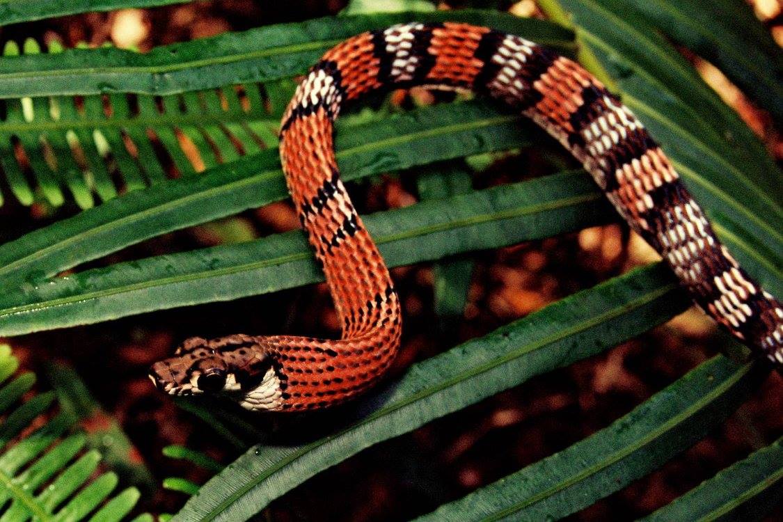 Species New to Science: [Herpetology • 2016] Dendrelaphis sinharajensis ...