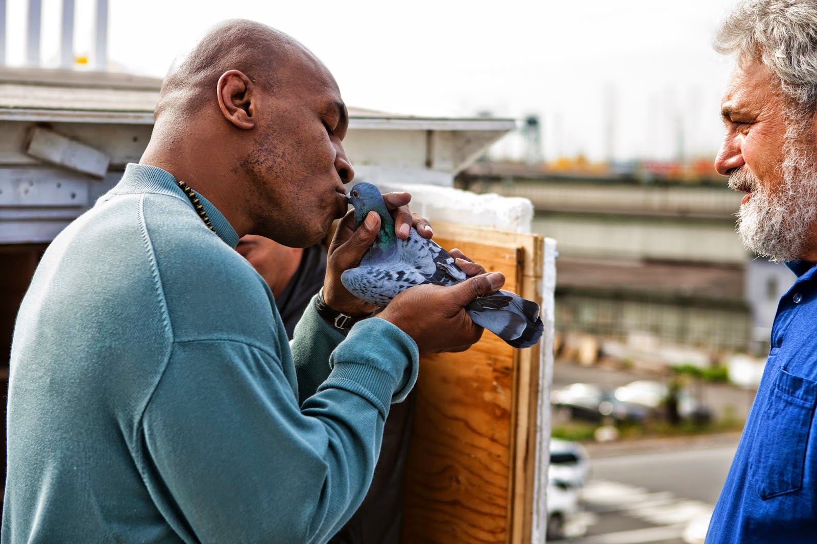 nieripigeons USA racing pigeons: USA : MIKE TYSON ....aumenta su pasión ...