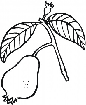 Guavas Coloring Pages To Kids | Learn To Coloring