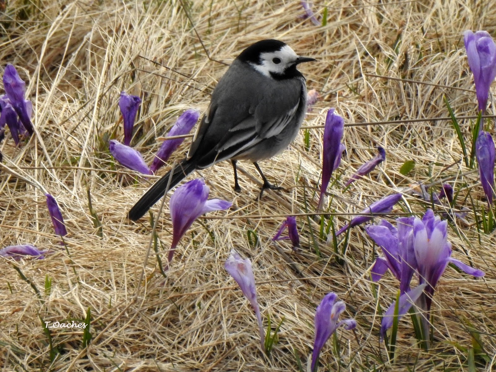 PASARI DIN ROMANIA: CODOBATURA ALBA, Motacilla alba