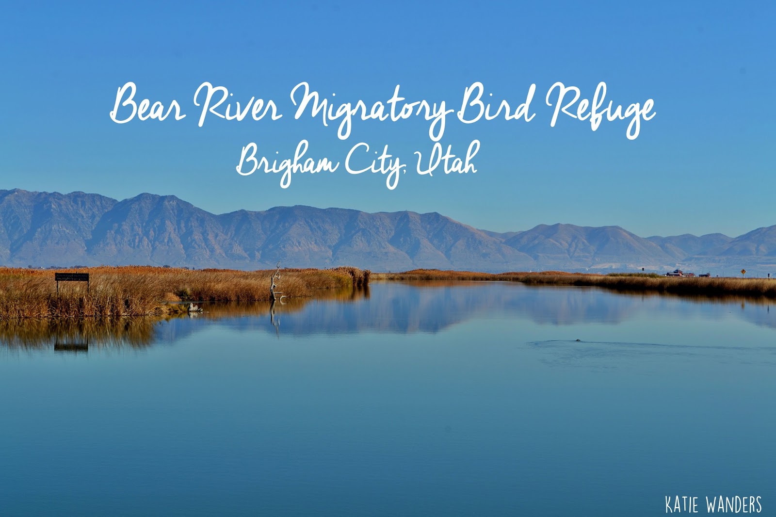 Katie Wanders : Bear River Migratory Bird Refuge