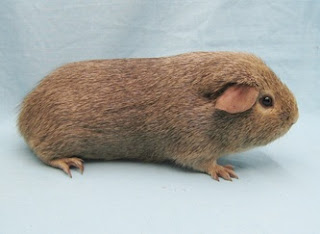 All Things Guinea Pig: Cavy Colours