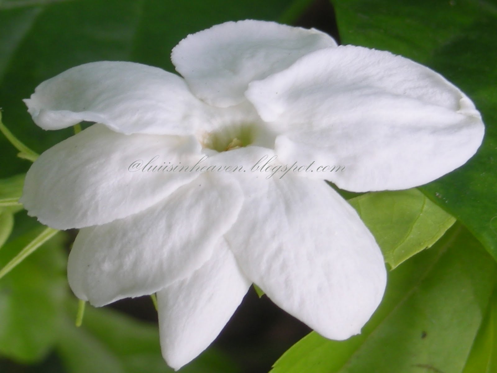 lui is in heaven: Sampaguita