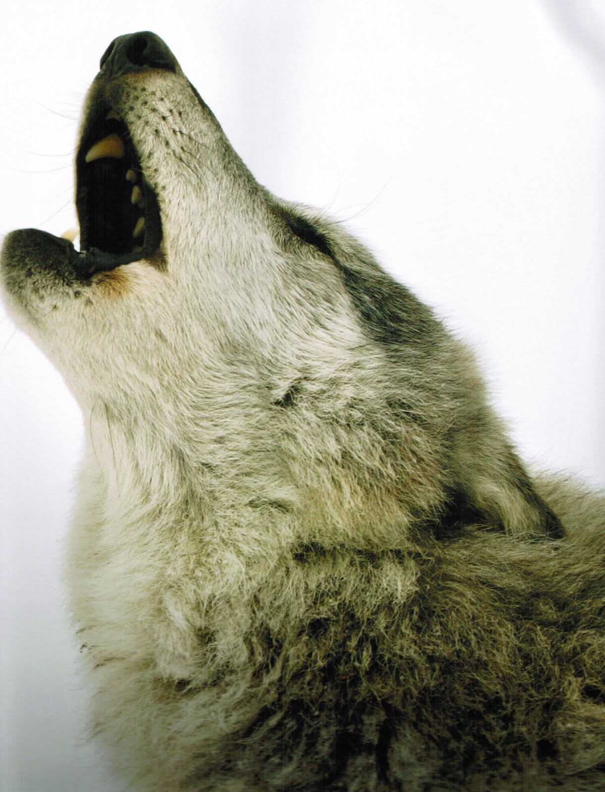 La filosofía del lobo