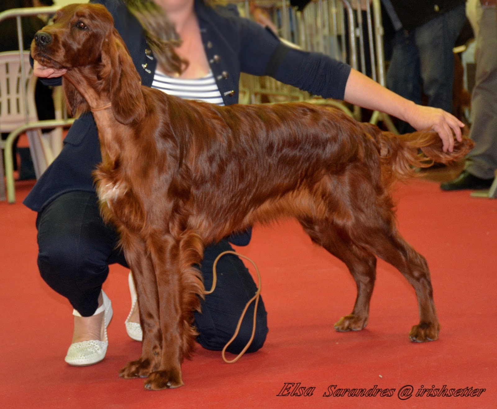SETTER IRLANDES SARANDRES: HEMBRAS SETTER IRLANDES