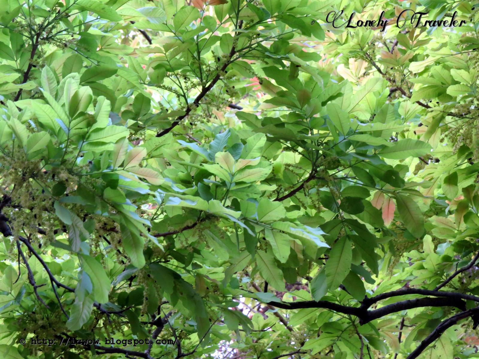 Ceylon oak (কুসুম গাছ) - Schleichera oleosa