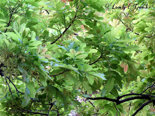 Ceylon oak (কুসুম গাছ) - Schleichera oleosa