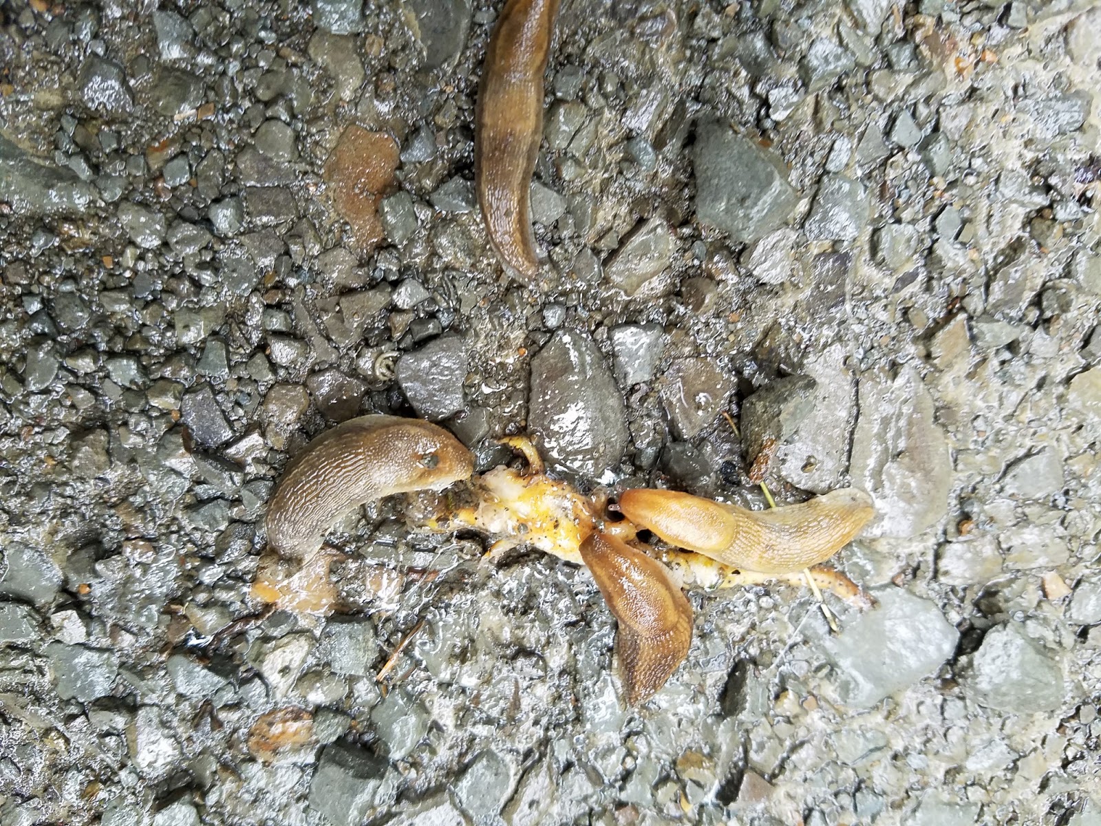 Exploring Chenango County, New York: SLUGS AS CARNIVORES
