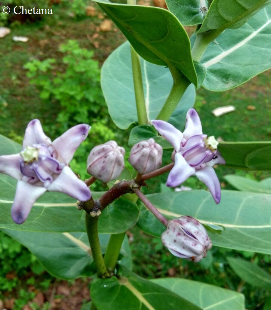 Prayanika - The Journey *******: Beautiful, Offbeat, Roadside Flowers ...