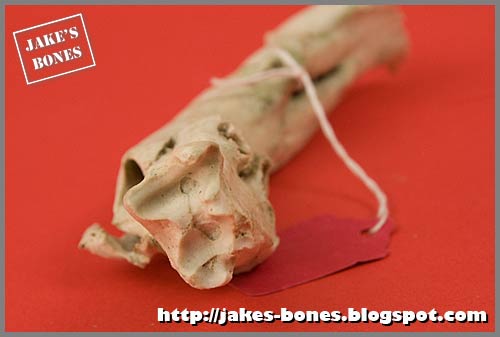Strange bones #9: a horribly broken bone : Jake's Bones