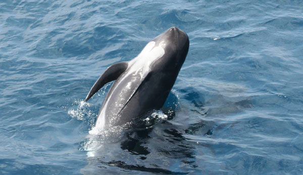 Oceanicas: CALDERÓN COMÚN - BALLENA PILOTO