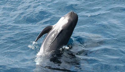 Oceanicas: CALDERÓN COMÚN - BALLENA PILOTO