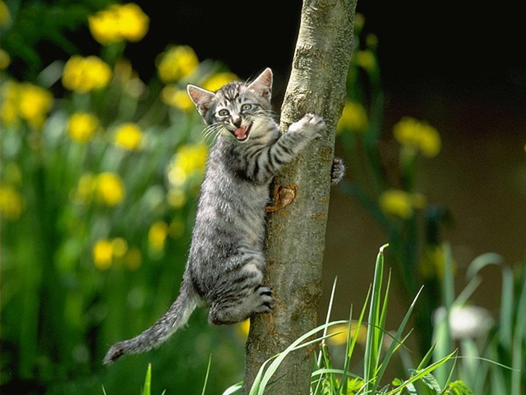 SUN SHINES: cute-kitten Images