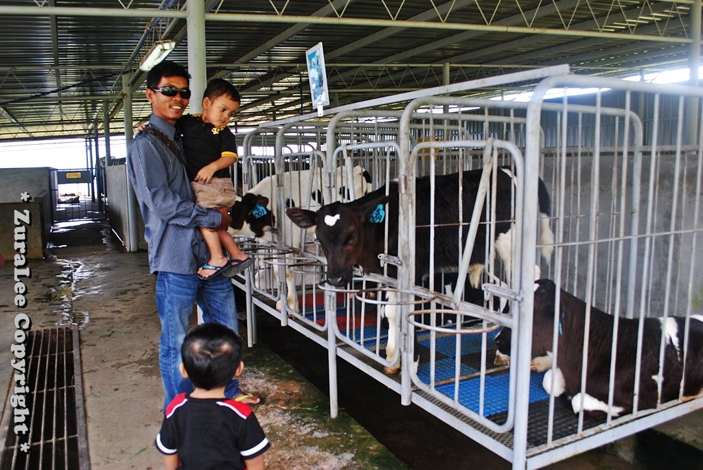 Cerita Saya: Sabah - Desa Cattle Farm