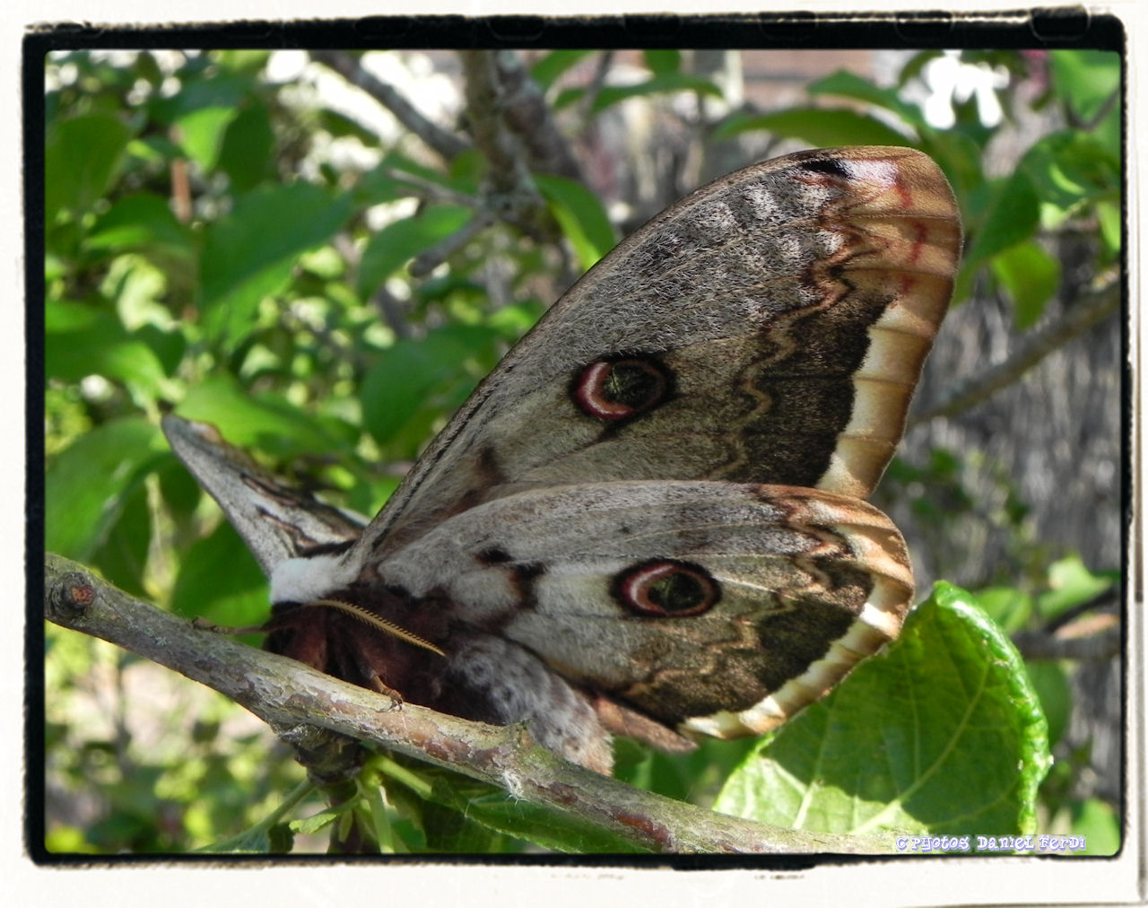 Photos Daniel: Papillon