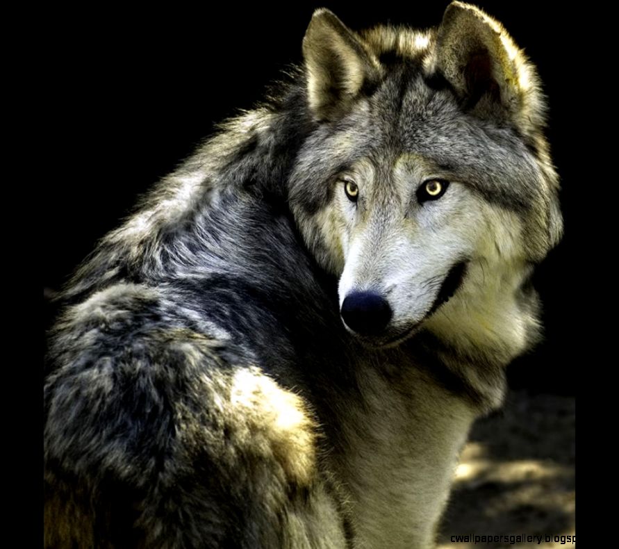 Beautiful Wolf Photography | Wallpapers Gallery