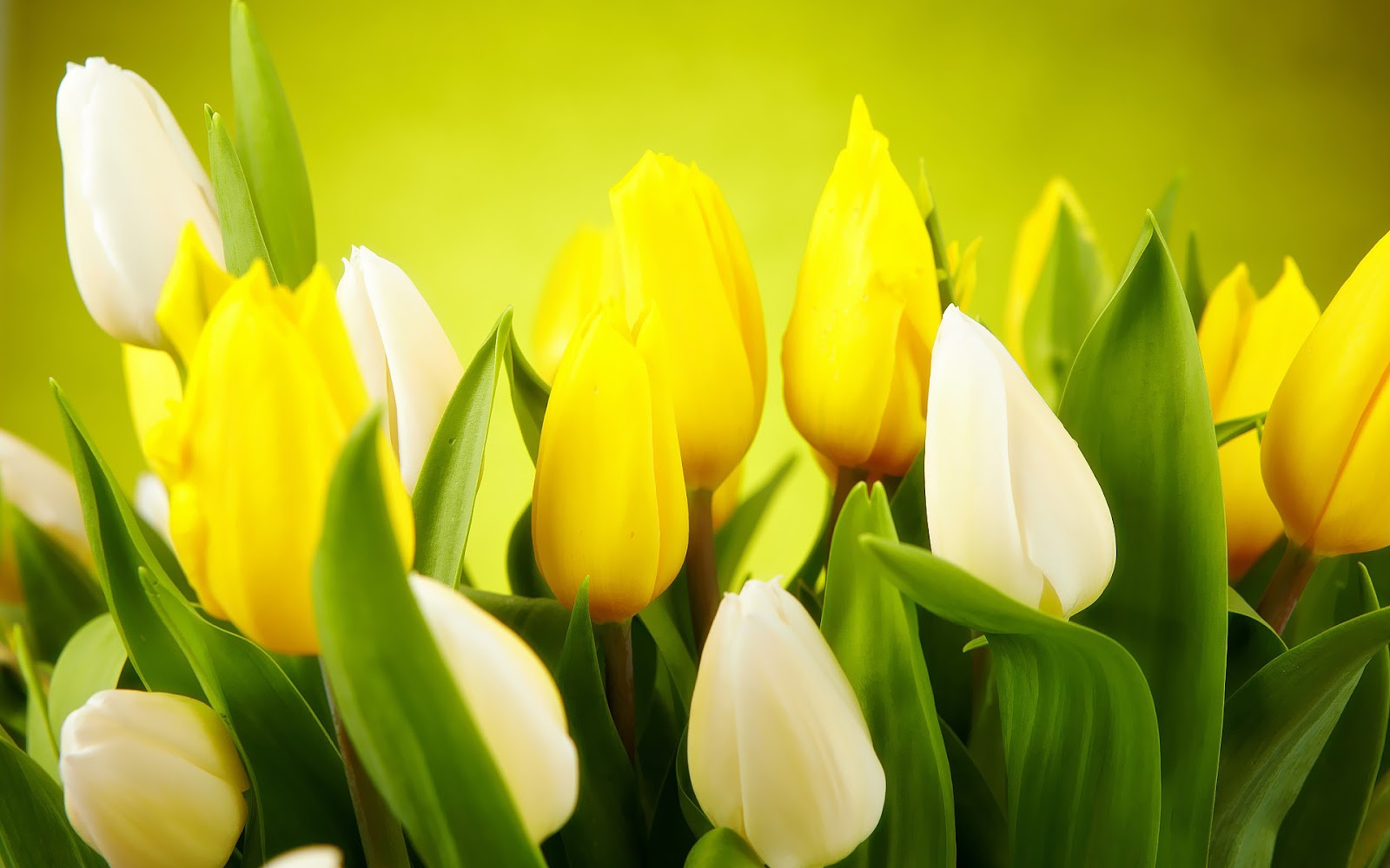 Lente achtergrond met tulpen | Mooie Leuke Achtergronden Voor Je ...