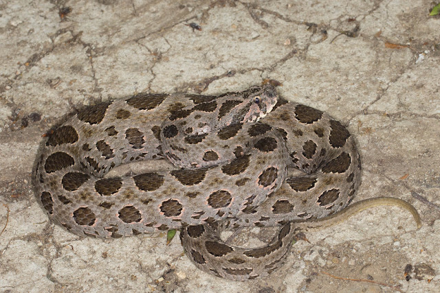 Ular Asli Indonesia: Ular Bandotan Puspa (Daboia siamensis)