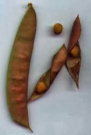 KEMBANG MERAK (Caesalpinia pulcherrima) | Eny Prasetyo