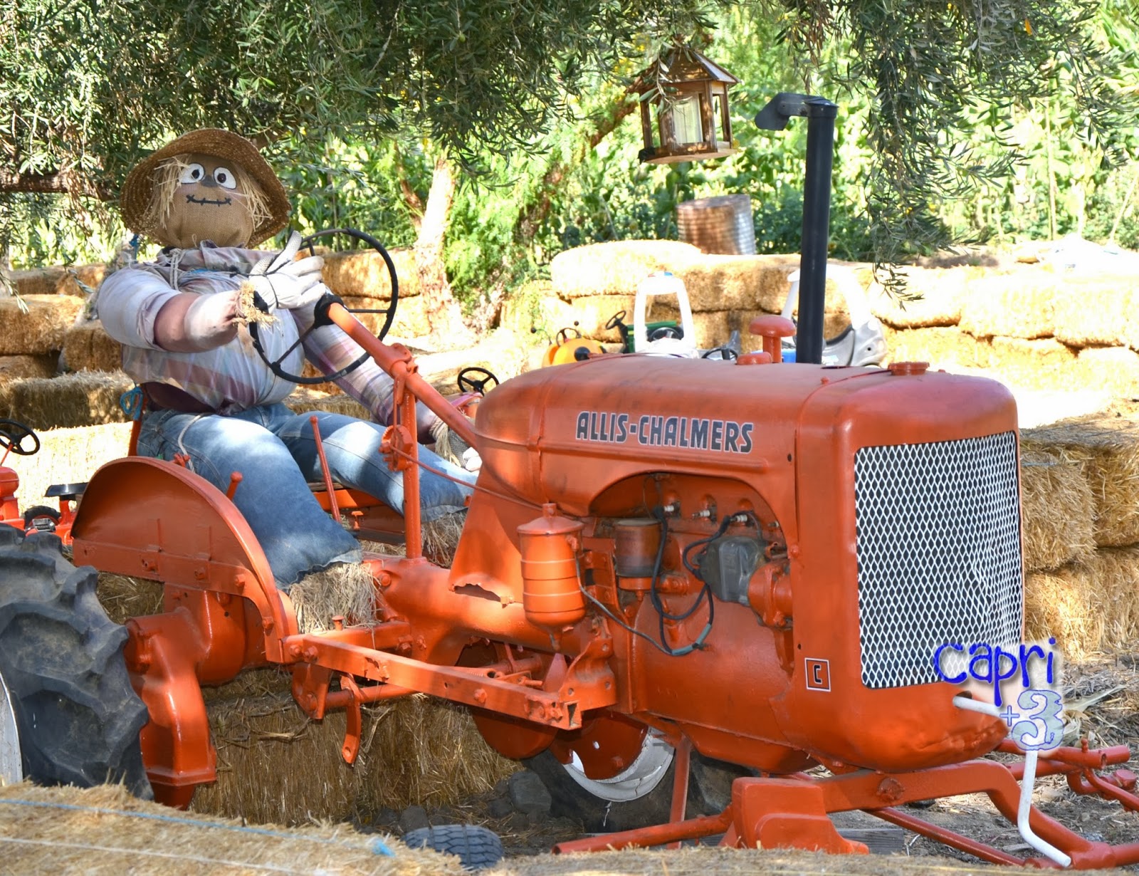 Cars at the Pumkin Patch - Capri + 3