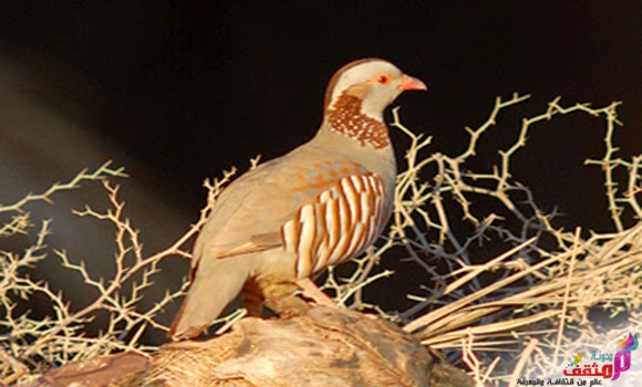 معلومات عن الحجل المغربي,Perdrix Gambra,Alectoris Barbara,Barbary Partridge