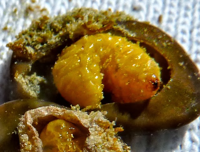 Springfield Plateau: Bean Weevil Dance