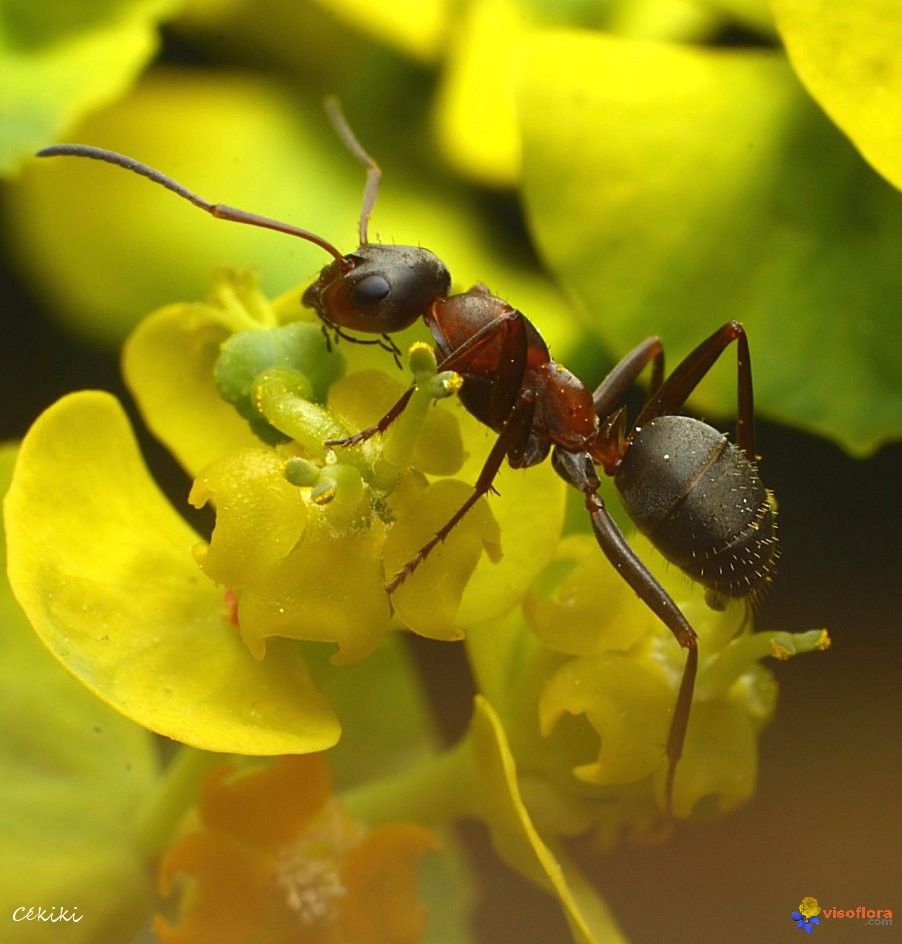 Le quotidien qui Mark: La vie sociale de la fourmi éclairée par le ...