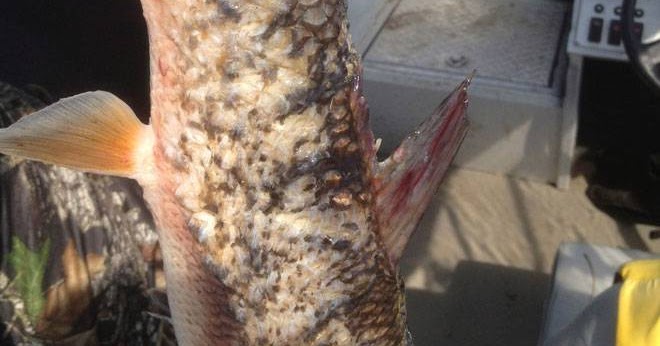 White Wolf : Deformed Fish A Product Of Oilsands, Says First Nation (Video)