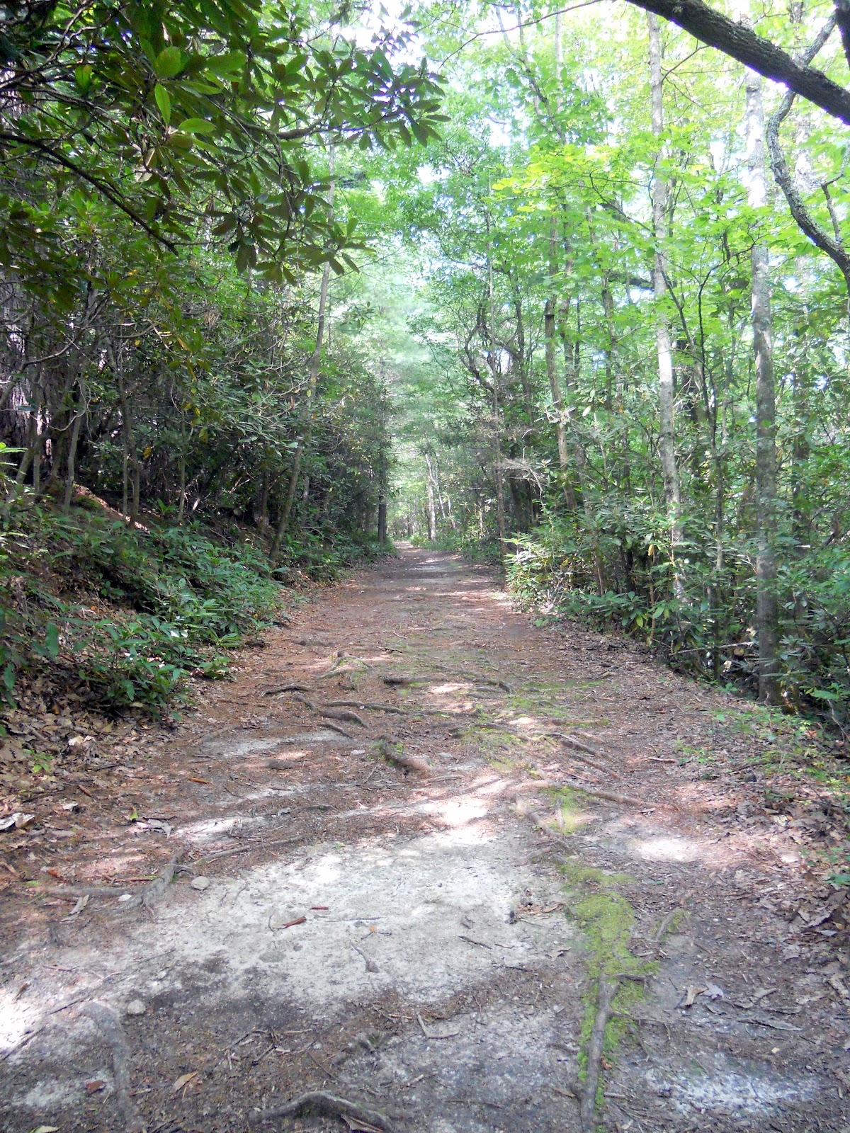 Hiking with a Fat Bald White Guy: Linville Gorge - Spence Ridge ...
