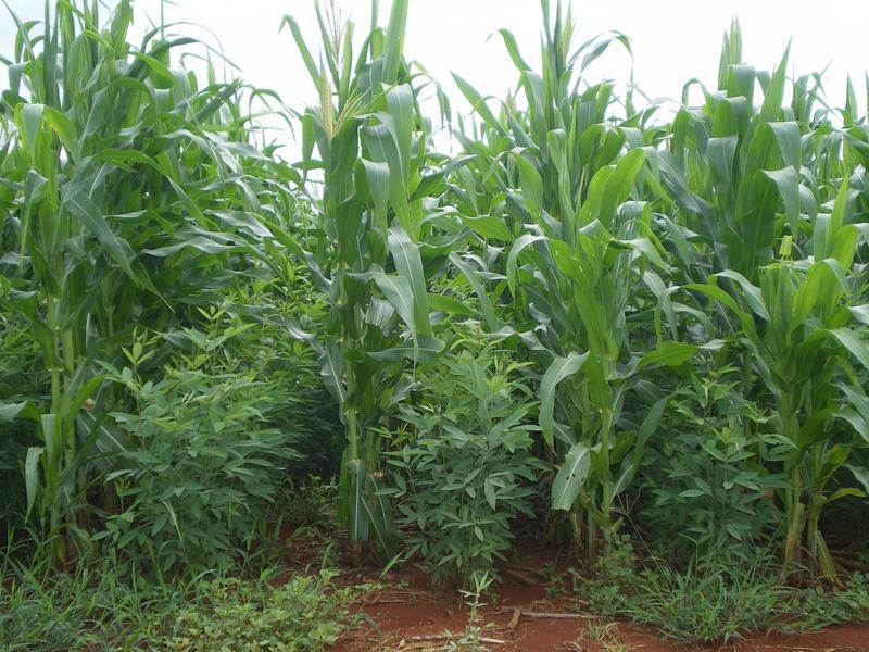 Superalimentos y cultivos alternativos: Guandul, frijol de palo o ...