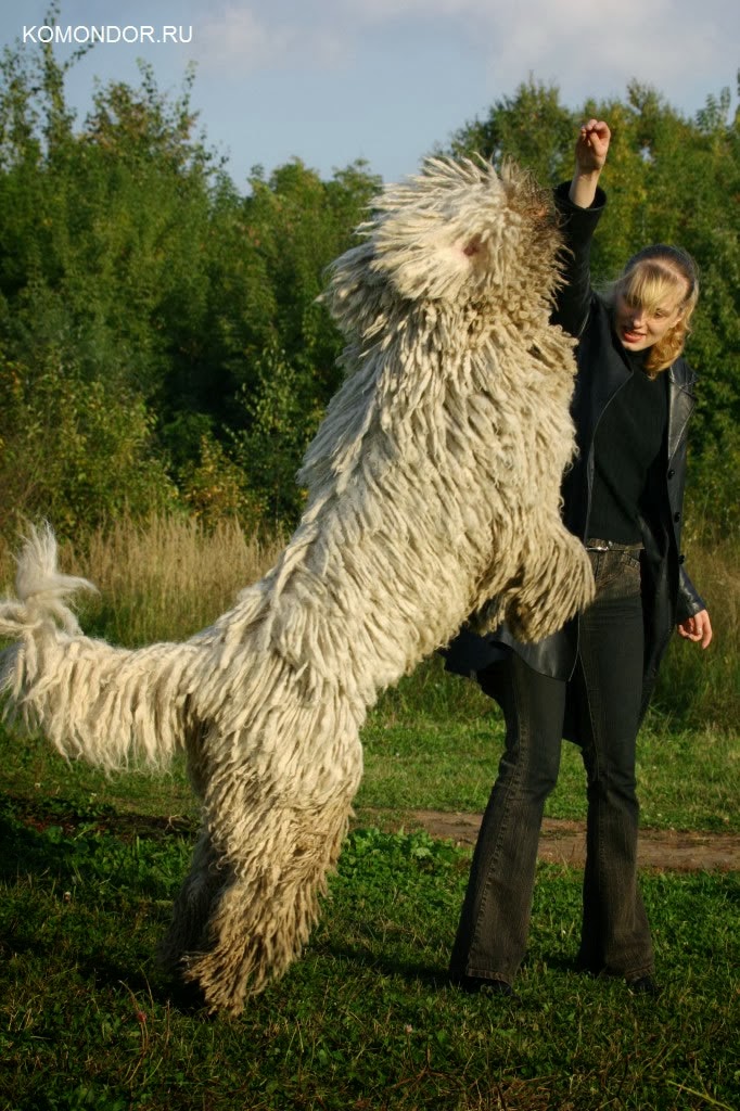Komondo : Amazing Hungarian Guard Dog | Most Unbelievable & Amazing ...