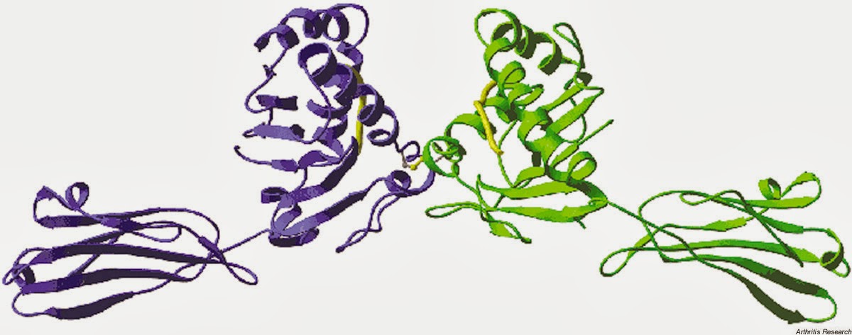 Gen HLA-B27, maksudnya apa sih? ~ Ankylosing Spondylitis Indonesia