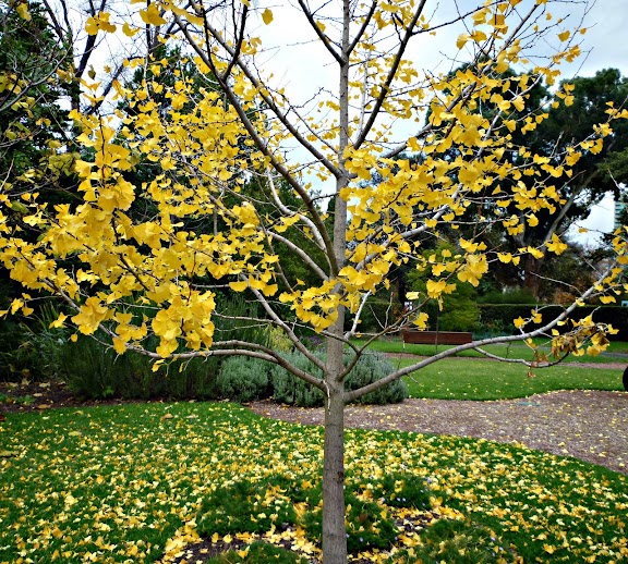 diary of a suburban gardener