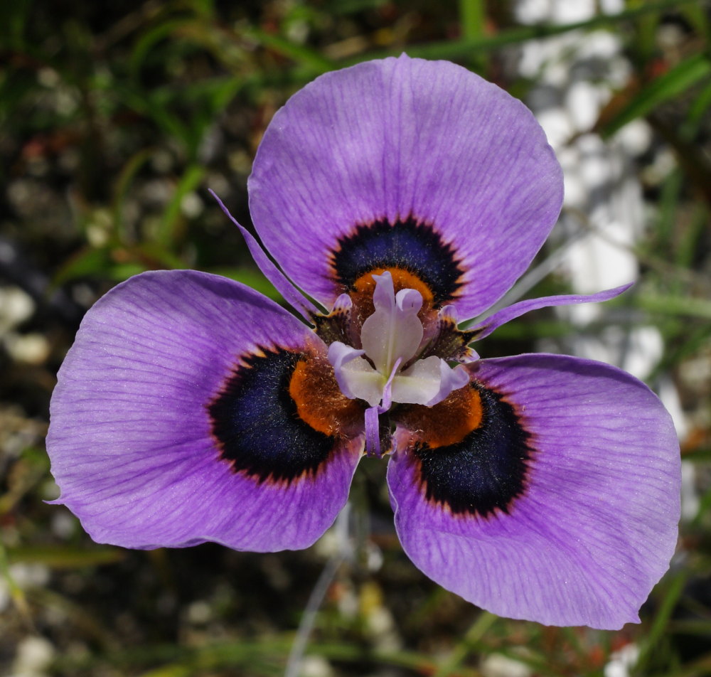 Growing Cool Plants: Moraea villosa Color Forms