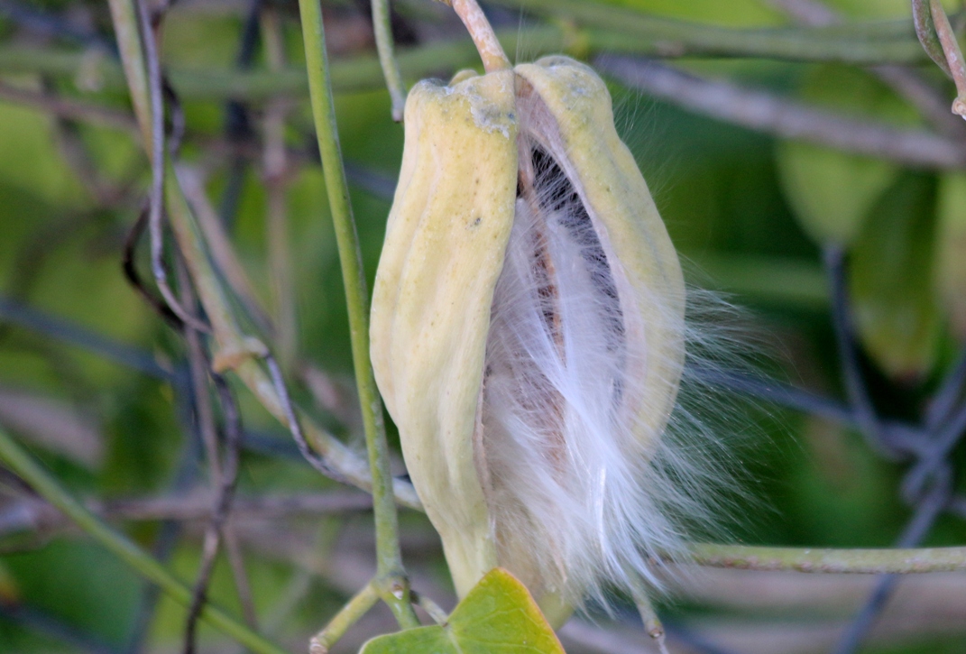 A photo, A thought............: Plant: Moth plant blossoms and pods....