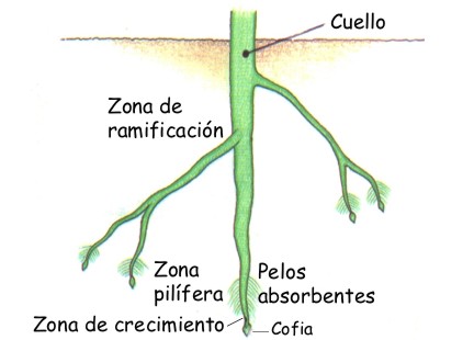 BIOLOGÍA Y GEOLOGÍA 1º ESO: Las partes generales de una planta