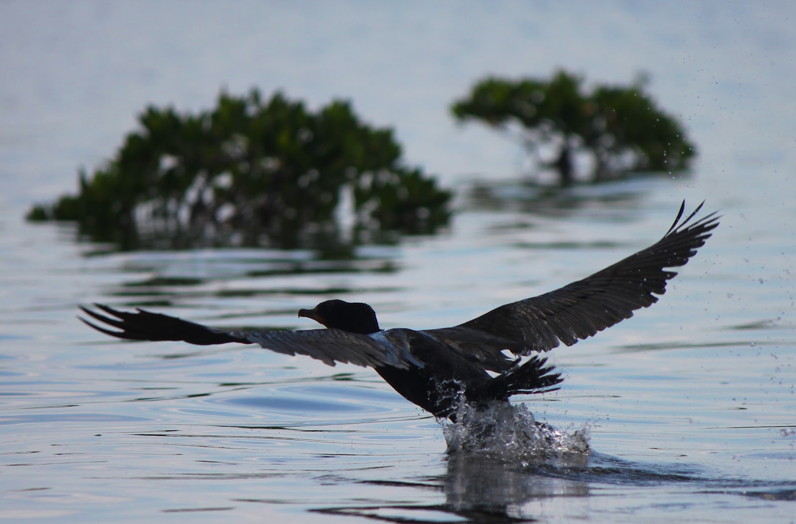 Views From Our Kayak: J.N. "Ding" Darling National Wildlife Refuge