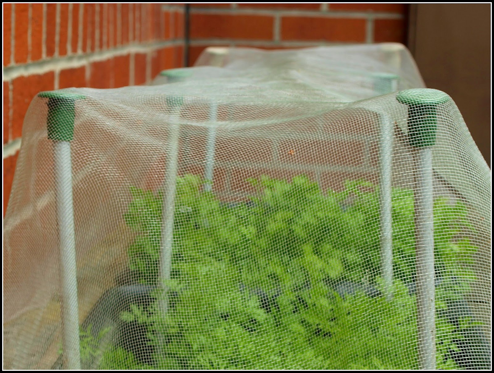Mark's Veg Plot: Carrot Root Fly precautions