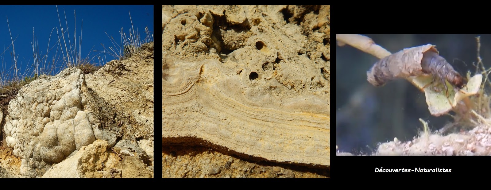 Découvertes Naturalistes: Fossiles de stromatolithes et de larves de ...