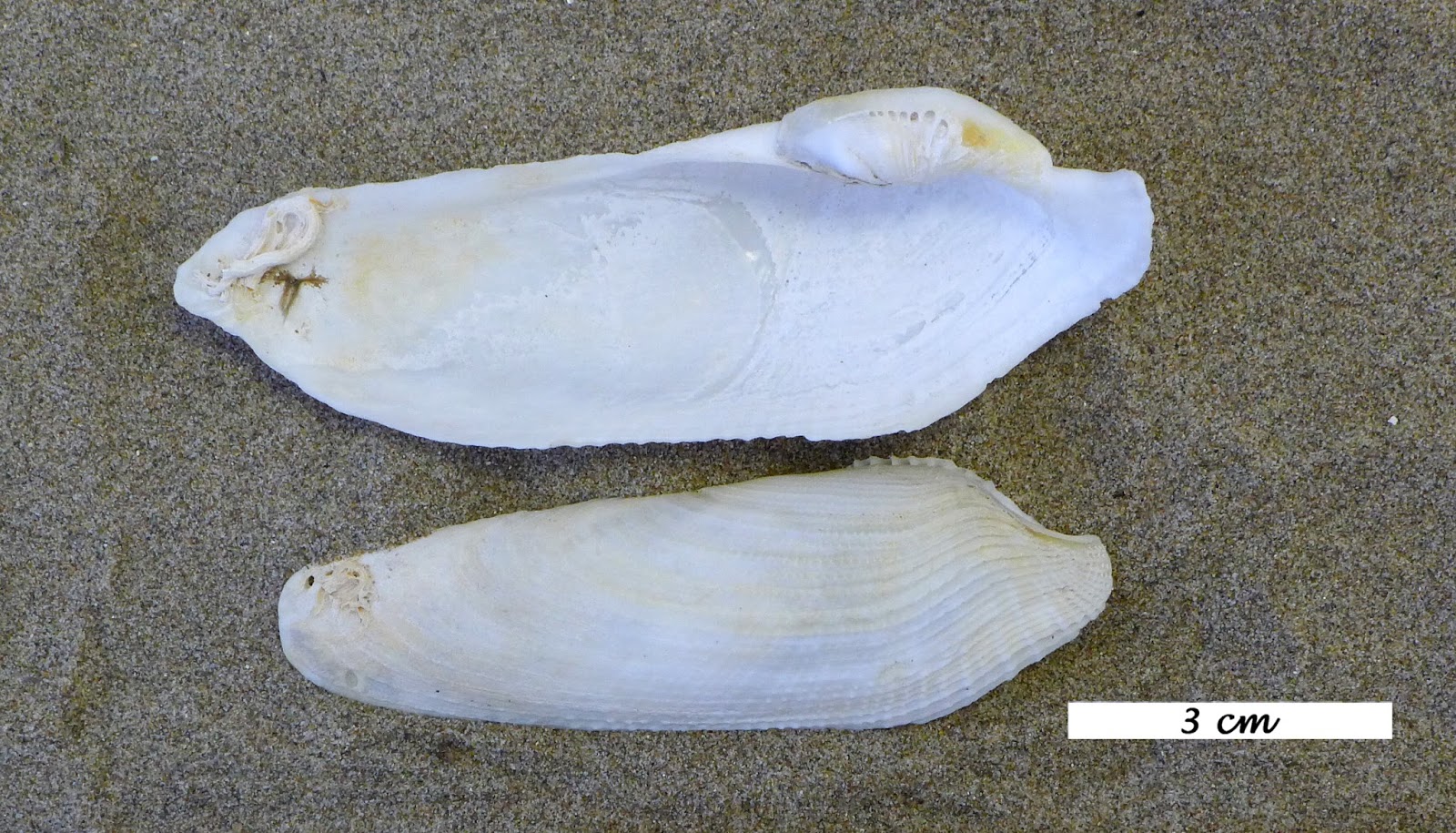 Tesoros a la orilla del mar: La barrena