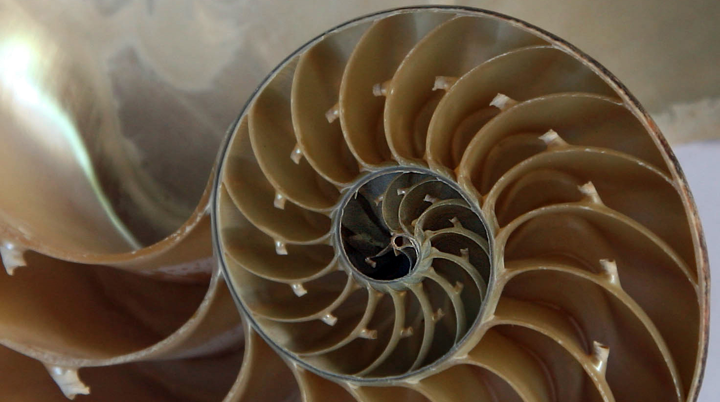 surface fragments: How to Draw a Volute, or Acanthus Scroll