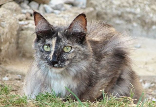 Kucing Anggora Turki | Galeri Dunia Binatang