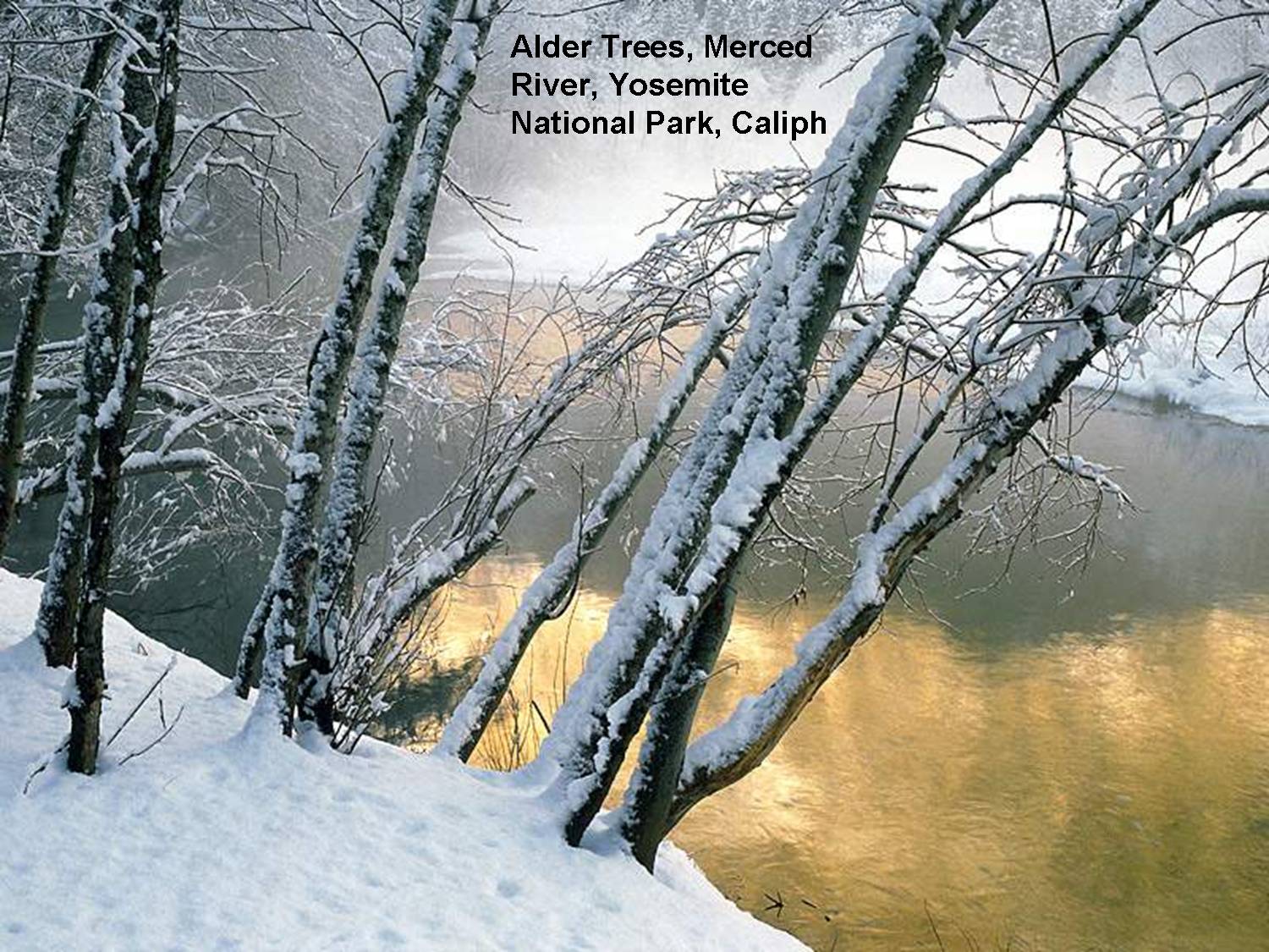Photos Gallery: Alder Trees, Merced River, Yosemite National Park, Calif