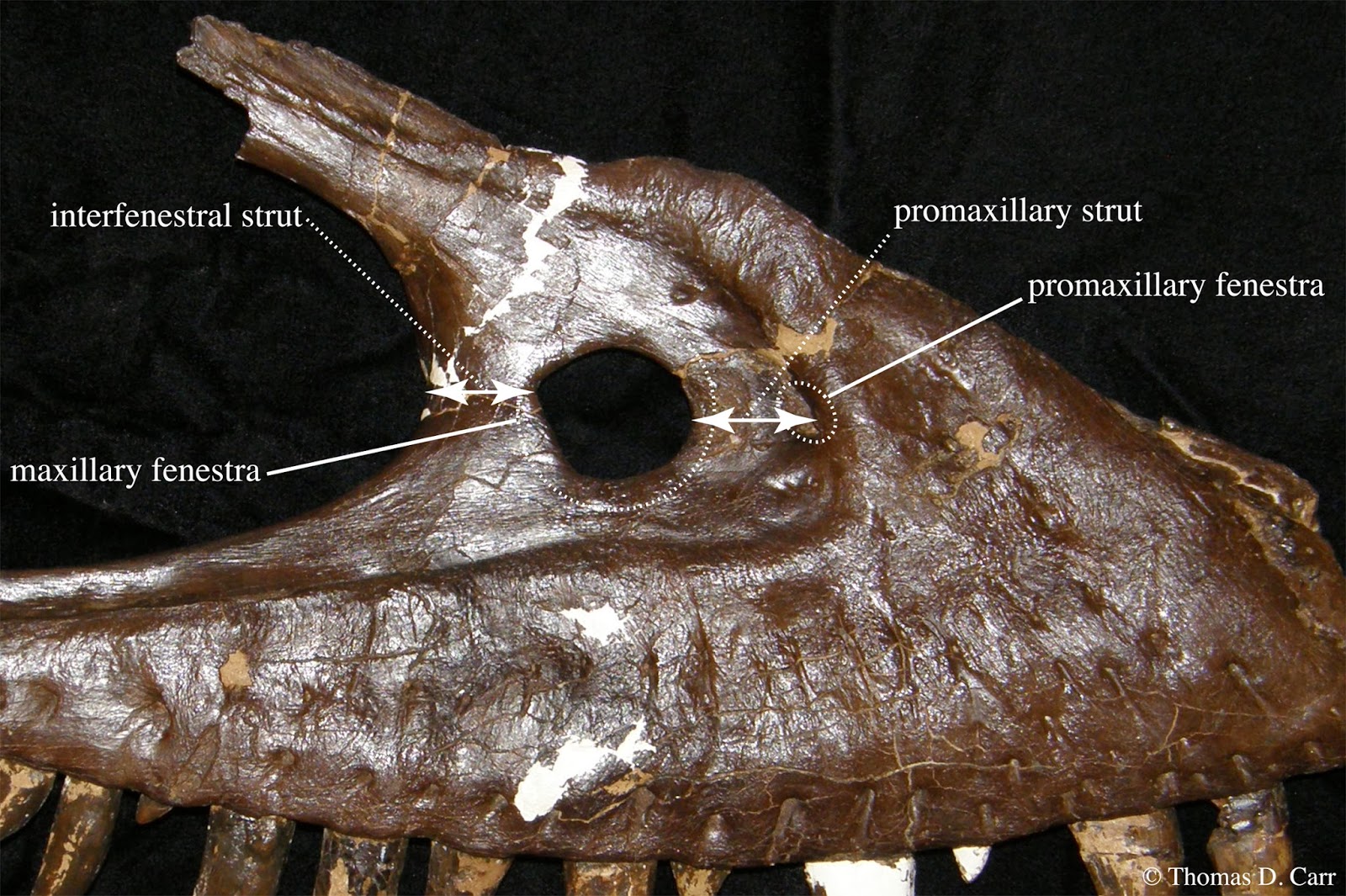 Tyrannosauroidea central: December 2013