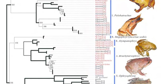 Species New to Science: [Herpetology • 2017] Evolutionary History of ...