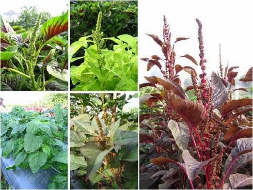 BUDIDAYA BAYAM - TANAM SAYURAN