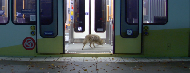 SOCIAL SOUND SCRAP: [MV] Modest Mouse - "Coyotes"