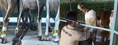 bukan doktor veterinar: Penternakan Kambing Tenusu