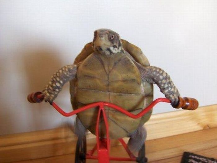 Tortuga en Bicicleta - Imagenes de Animales Graciosos, Videos y Fotos ...