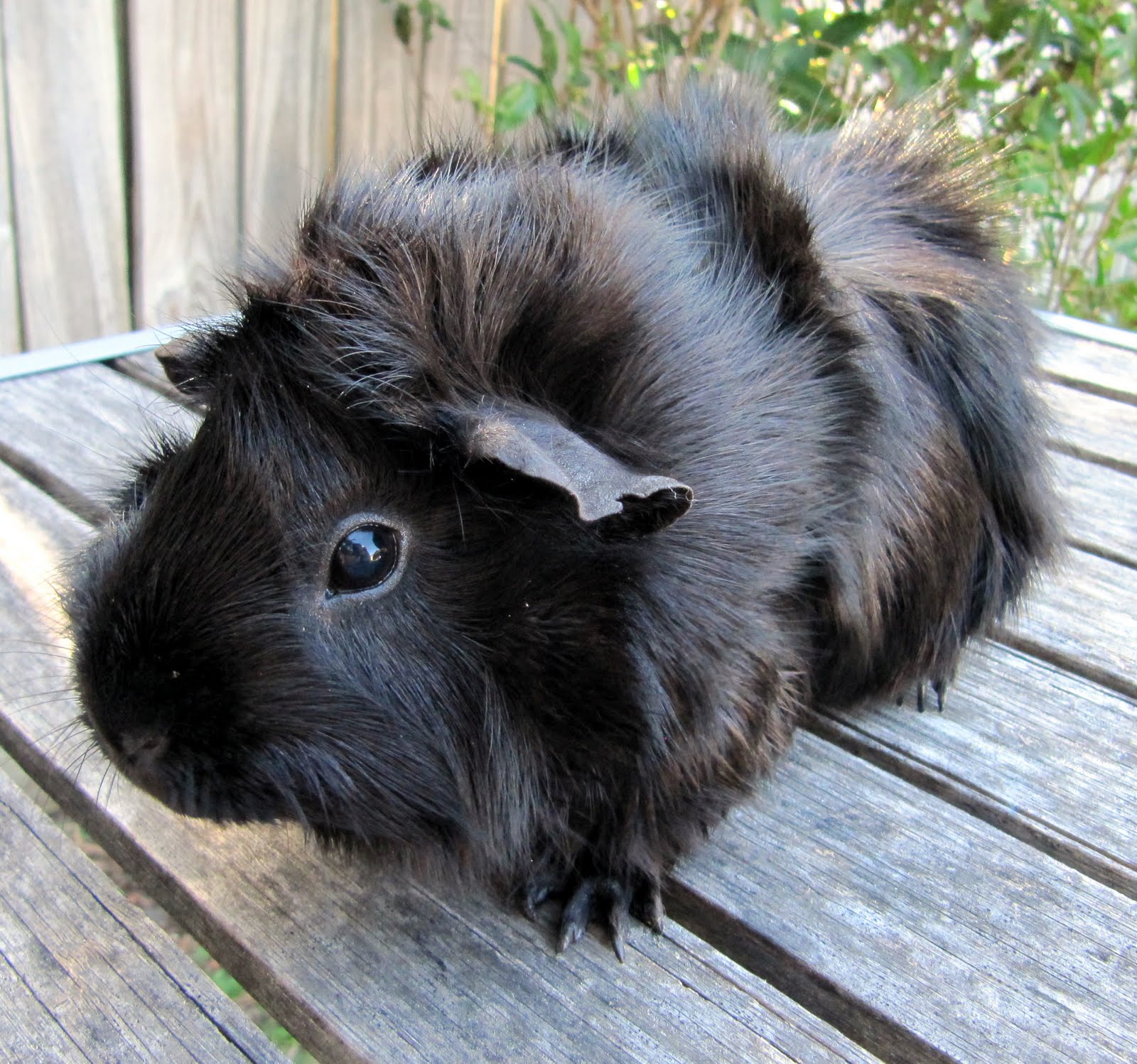 All Things Guinea Pig: Grandma, Daughter and Granddaughter